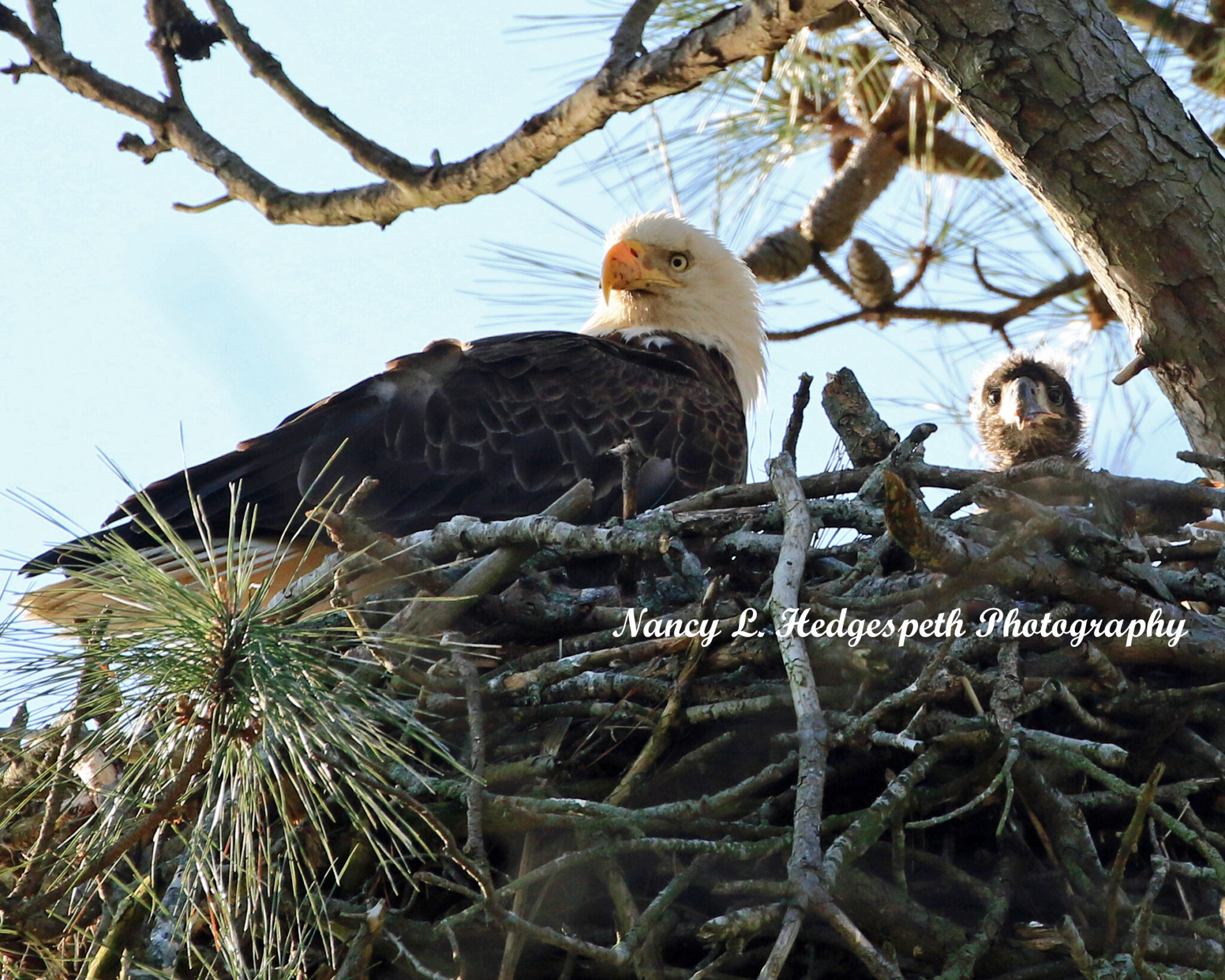 Delaware Botanic Garden Installing an Eagle Cam and Eagle Watch Garden ...