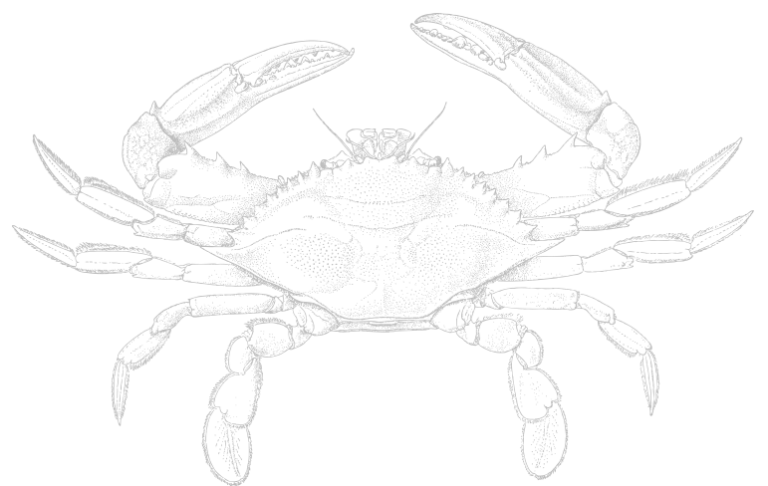Crabs To Go | West Ocean City, MD | Best Crabs & Seafood