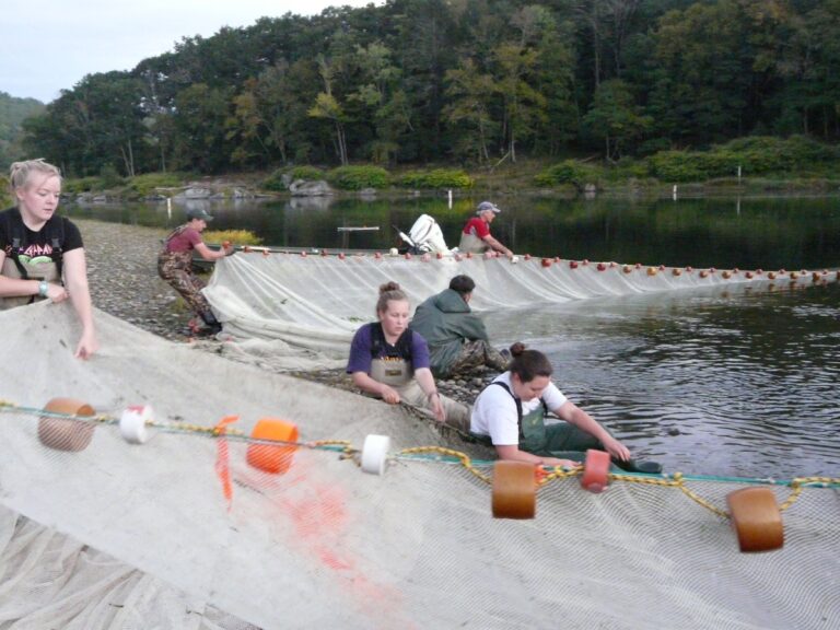New Research Reveals Concerns About American Shad and River Herring ...