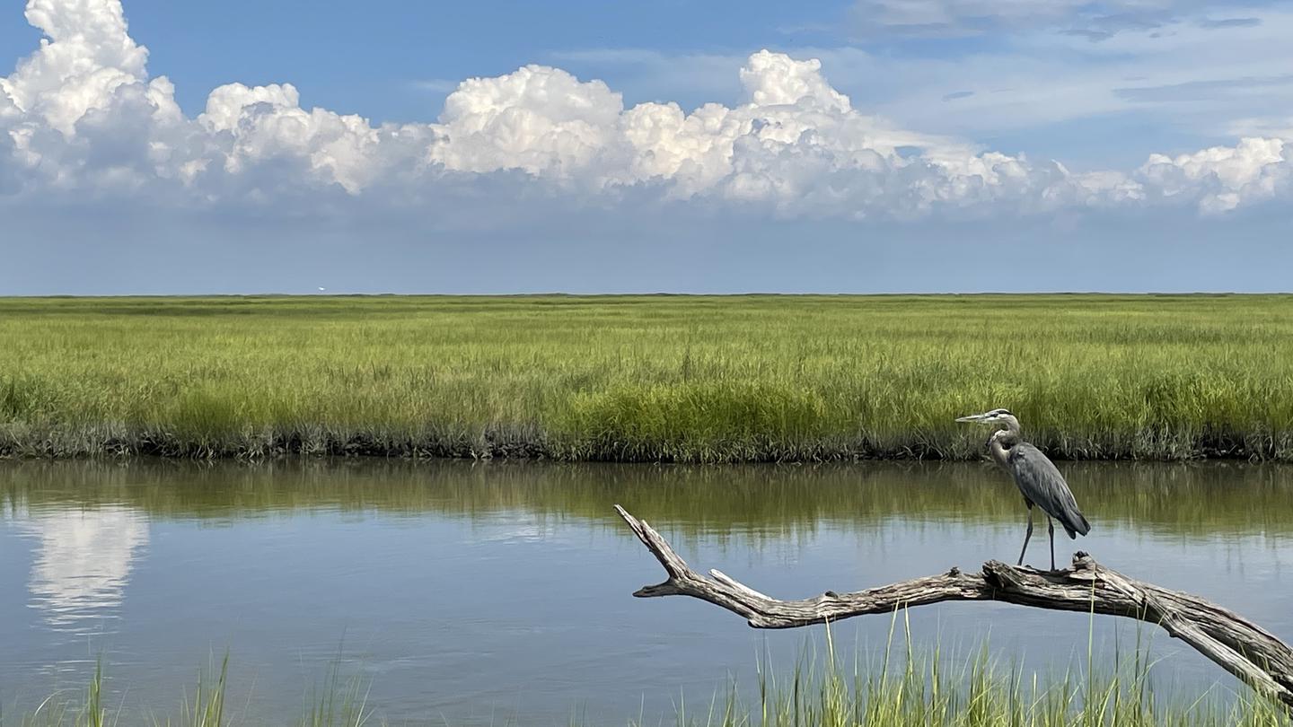 Kent County's Unique Stopover: Bombay Hook | Partnership for the DE Estuary