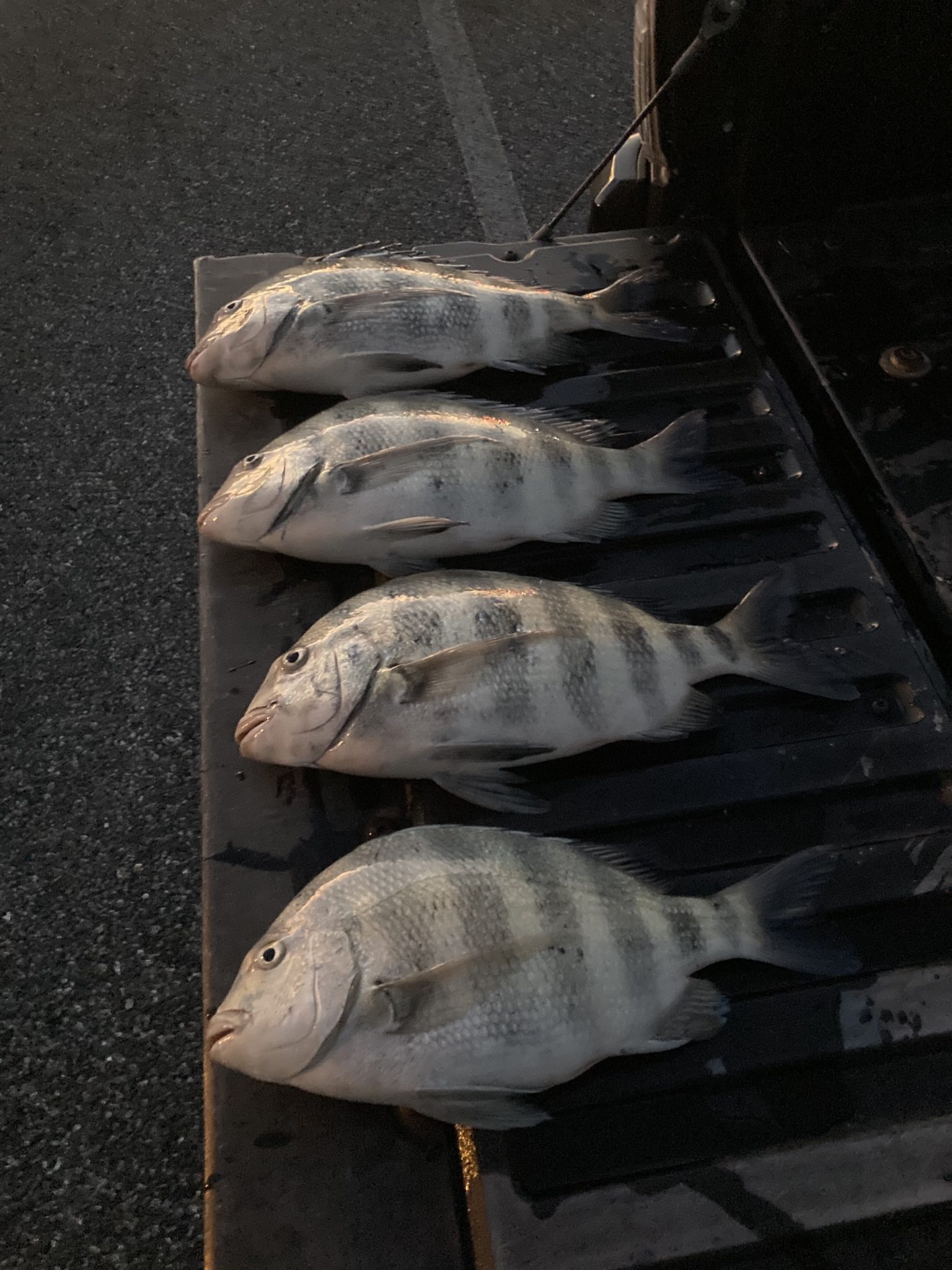 Swordfish, Sea Bass, Flounder, Rockfish and Sheep - Ocean City MD Fishing
