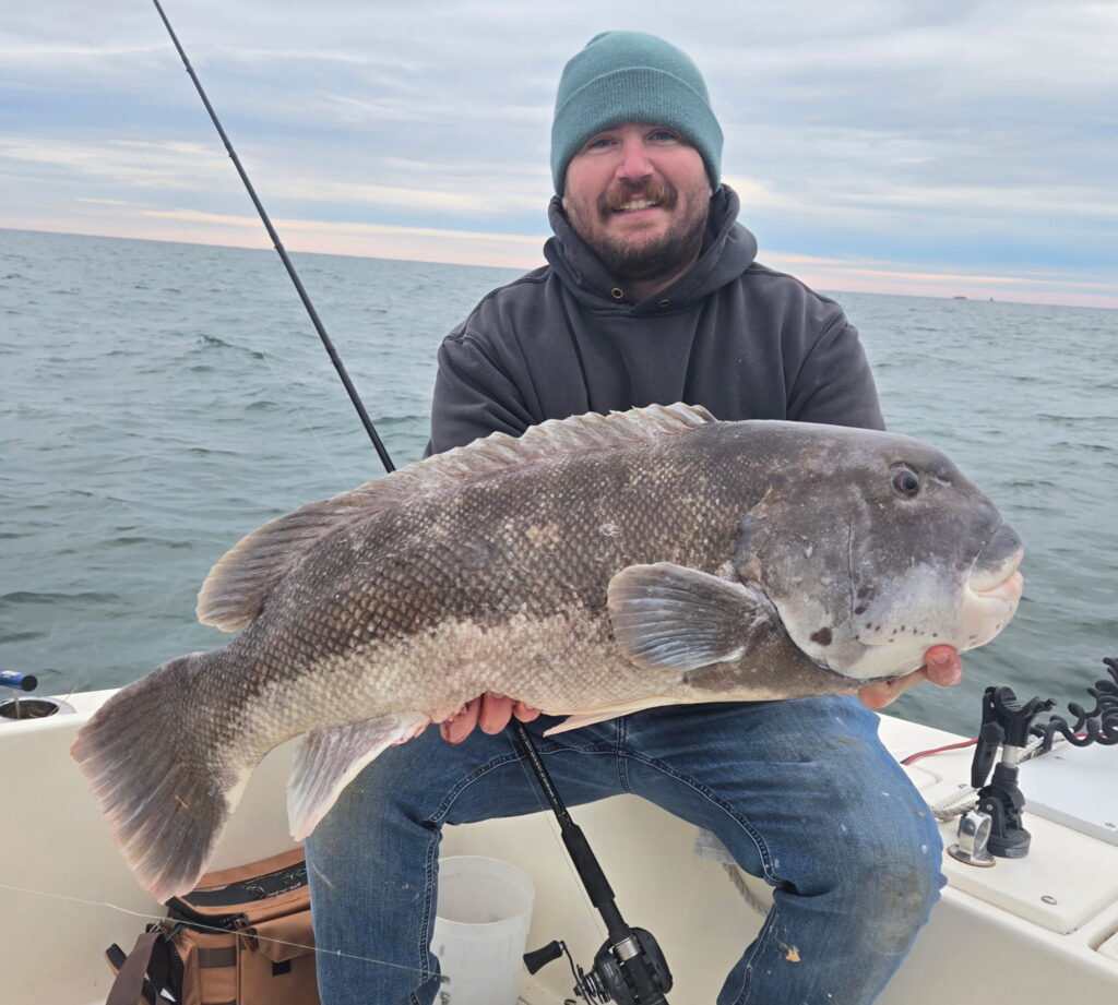 Sea Bass, Flounder, Rockfish and A 20 Pound Tautog - Ocean City MD Fishing