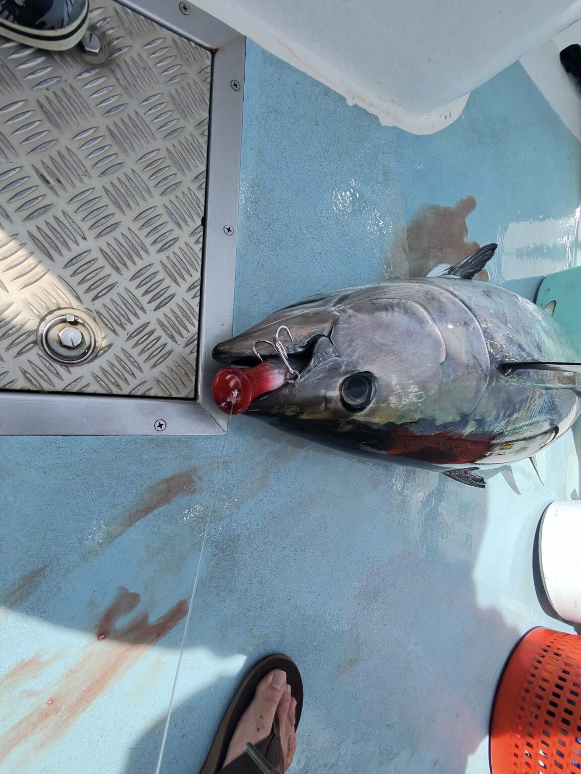Good Bottom Fishing and The First White Marlin of The Season - Ocean ...