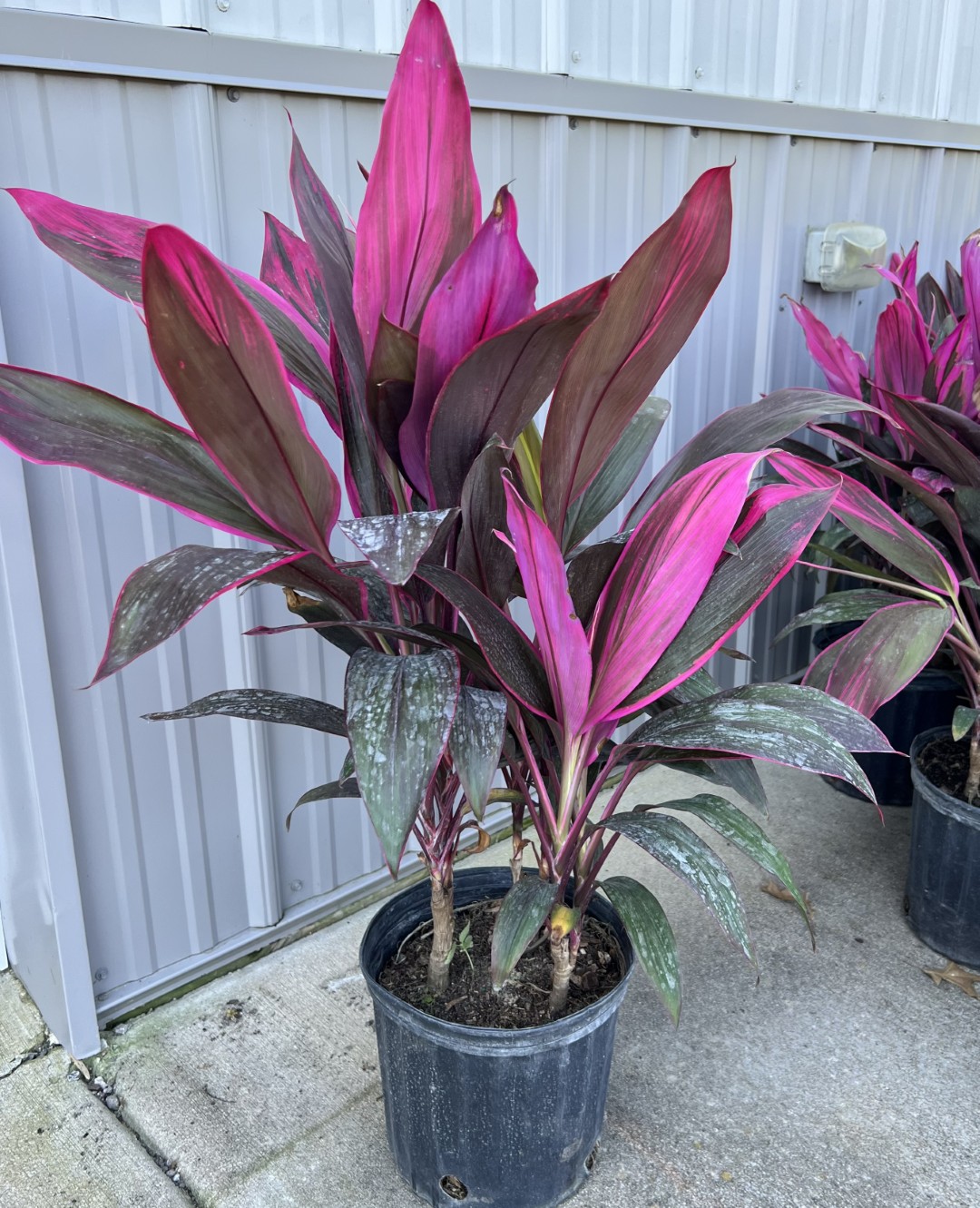 Red Sister Plant | Resort Palms | Tropical Plant Supplier