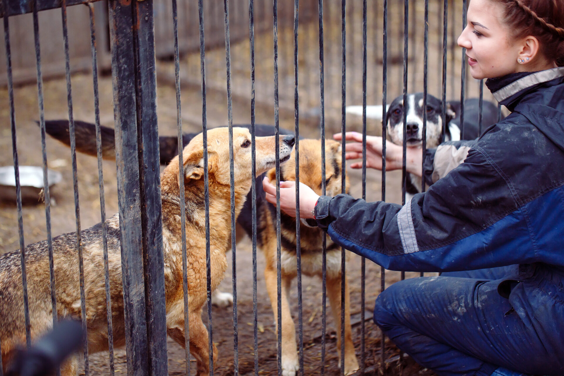 Employment Opportunities | Worcester County Humane Society | No Kill ...