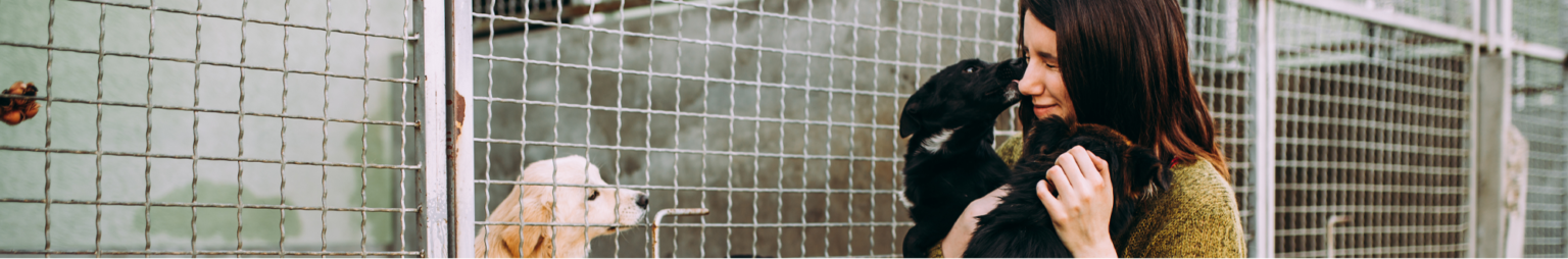 Adopt Dogs & Cats from Worcester County Humane Society | No Kill Shelter